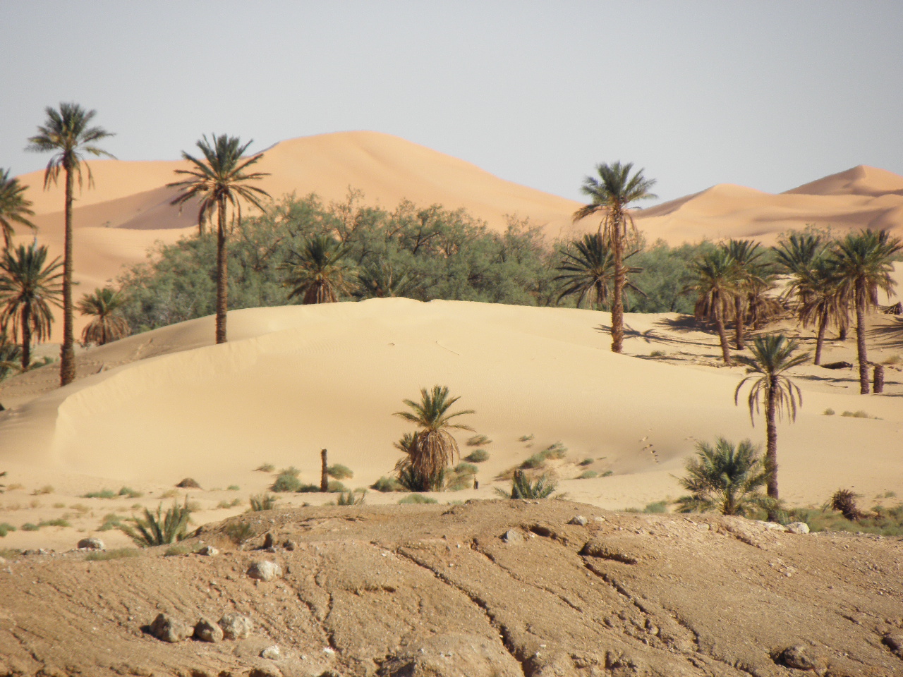 Oasis and Ksours of Algeria